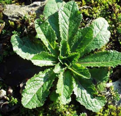 Lattuga Virosa: proprietà curative. A cosa serve? Come si usa ...