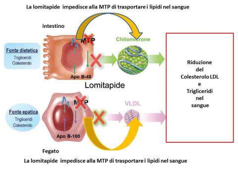 Ipercolesterolemia: nuove tecnologie farmacologiche - Torrinomedica