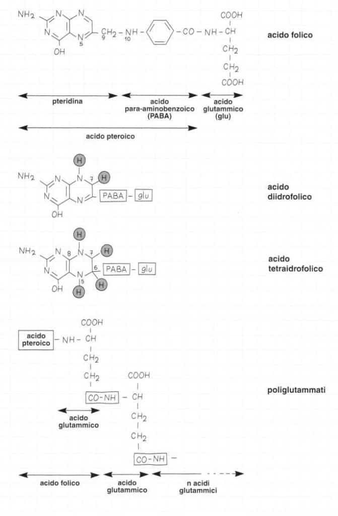Vitamina B9 o Acido Folico: funzioni, carenza, fonti - Torrinomedica
