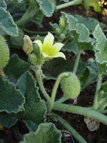 Elaterio (Cocomero asinino): proprietà curative. A cosa serve? Come si ...