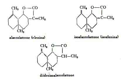 Enula Campana: proprietà curative. A cosa serve? Come si usa ...