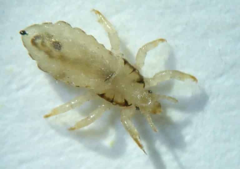 Pediculosi (infestazioni da pidocchi): diagnosi e terapia - Torrinomedica