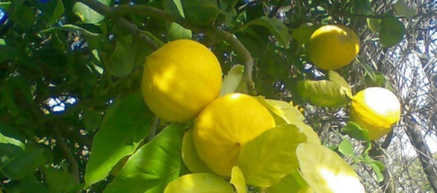 Dove si può coltivare il bergamotto? - Torrinomedica