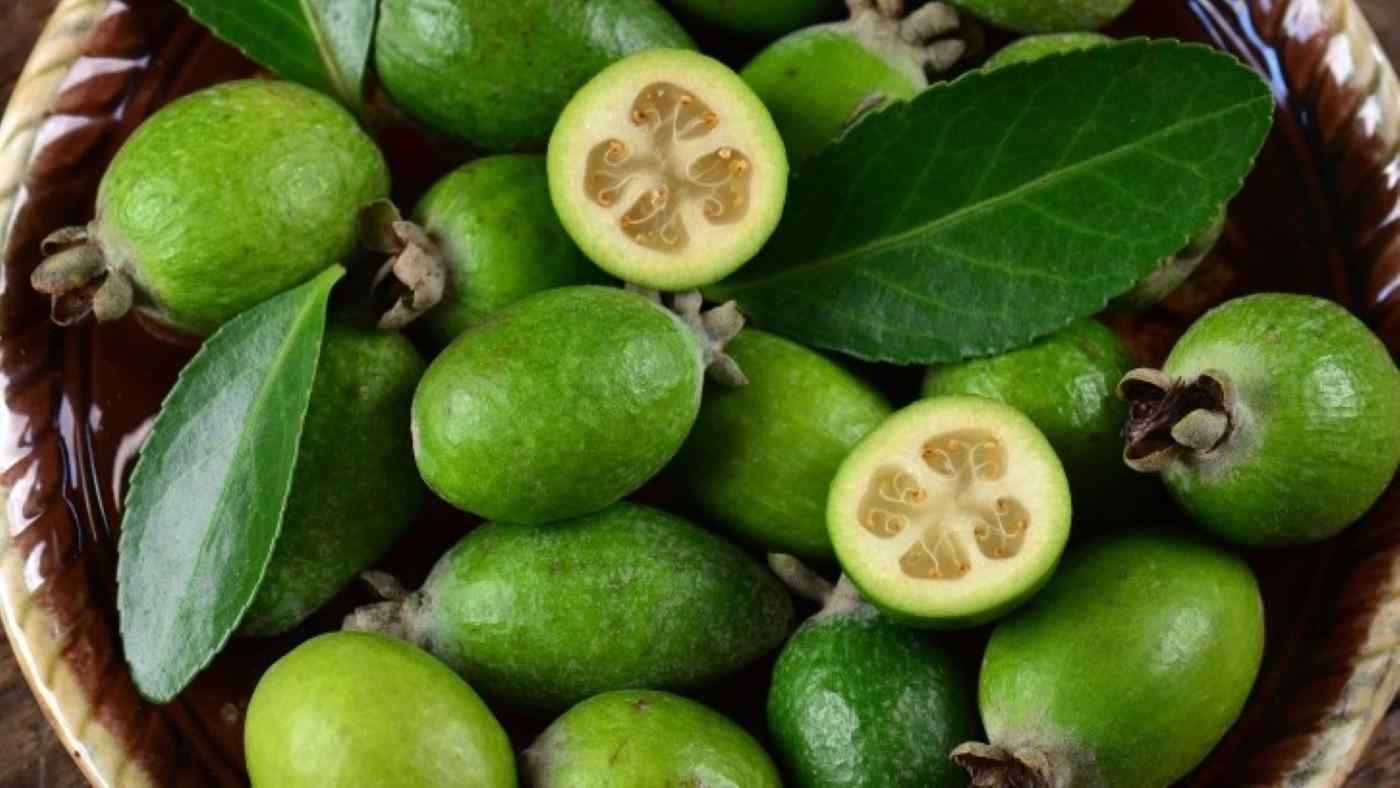 Come si riproduce la pianta di feijoa? - Torrinomedica