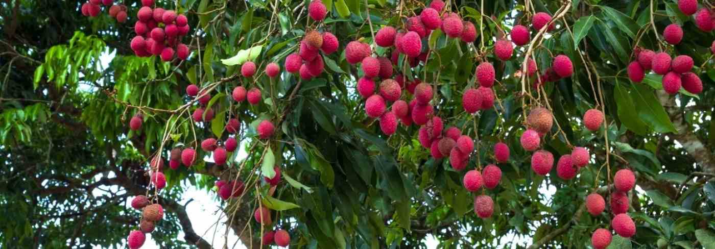 Come coltivare il litchi in vaso? - Torrinomedica