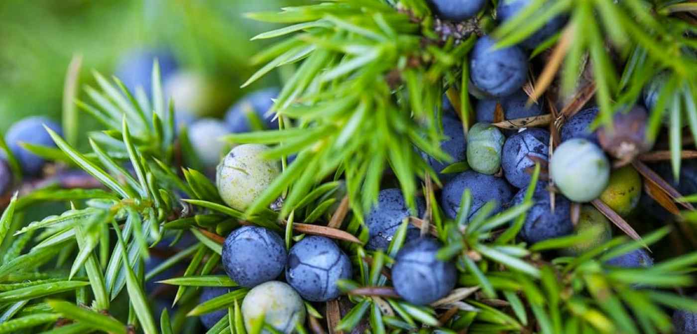 Come si usa il ginepro in cucina? - Torrinomedica