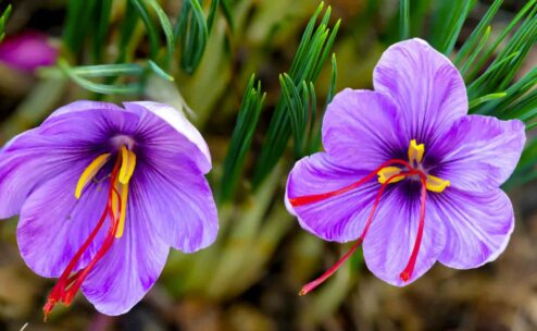 Quando si raccolgono i bulbi di zafferano? - Torrinomedica