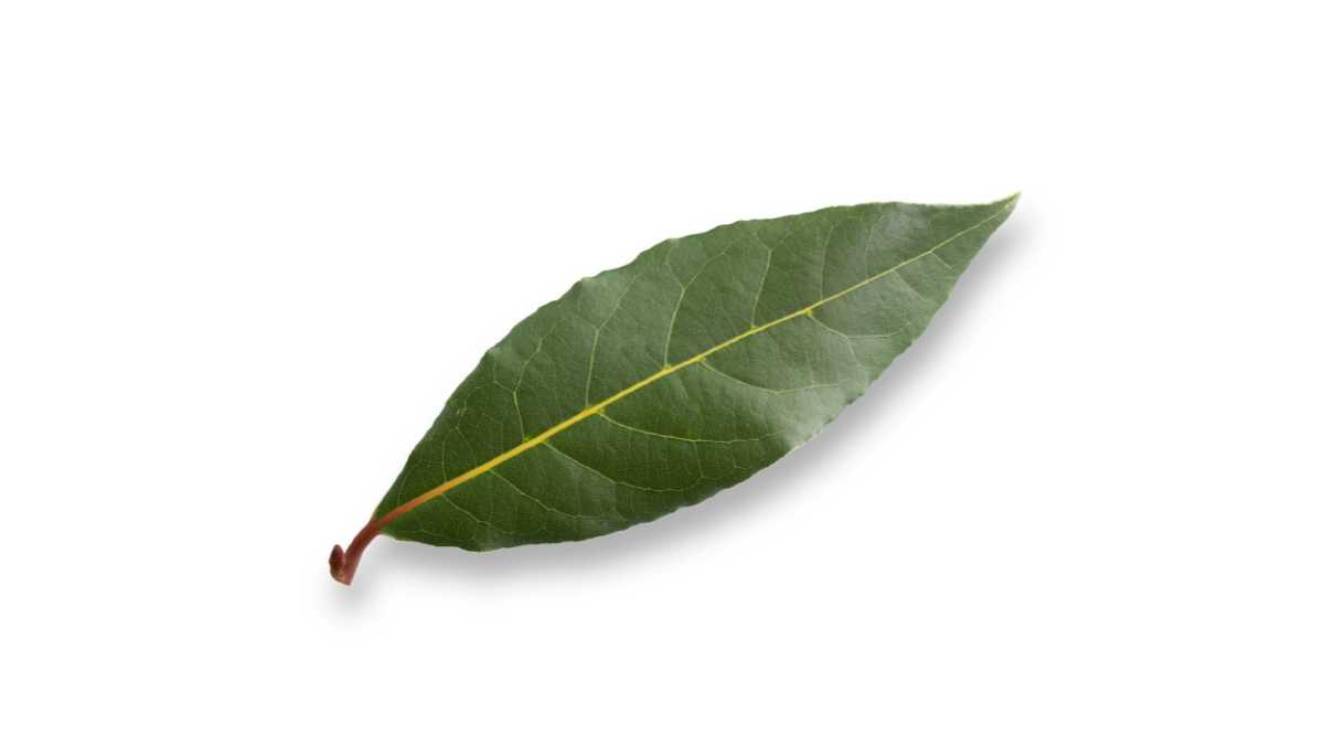 Che differenza c'è tra il lauro e l'alloro? - Torrinomedica