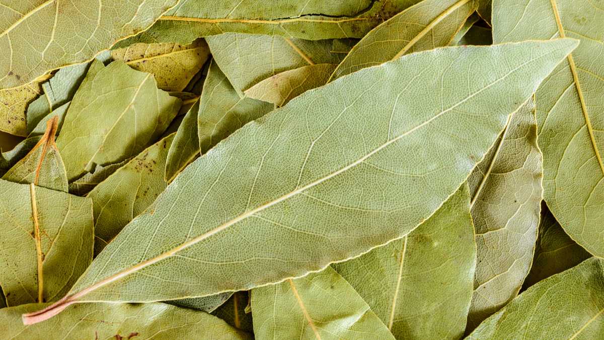 Che differenza c'è tra il lauro e l'alloro? - Torrinomedica