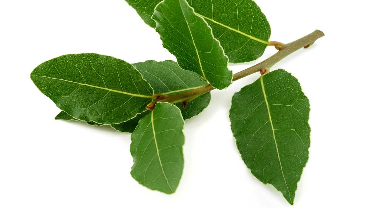 Che differenza c'è tra il lauro e l'alloro? - Torrinomedica