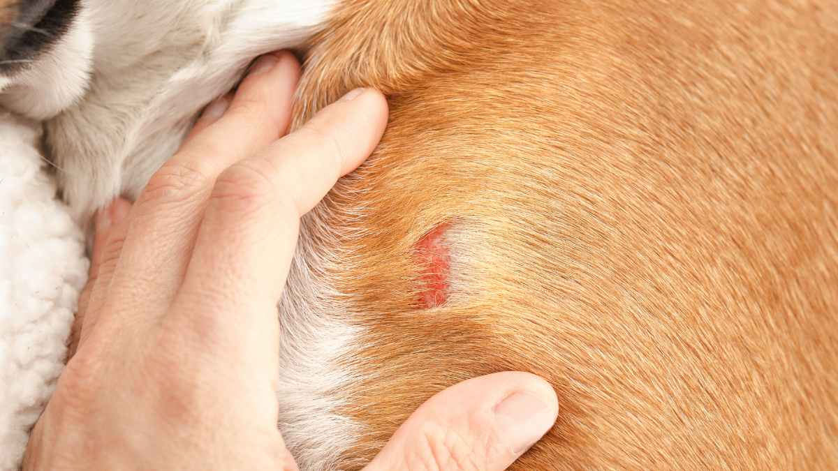 Cosa usare per le piaghe del cane? - Torrinomedica